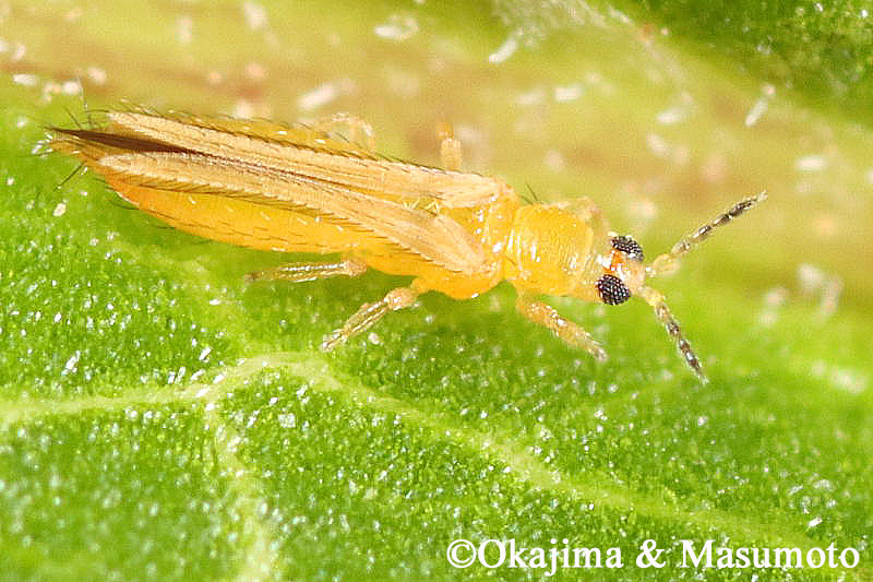 Thrips coxalis | Thysanoptera of Japan