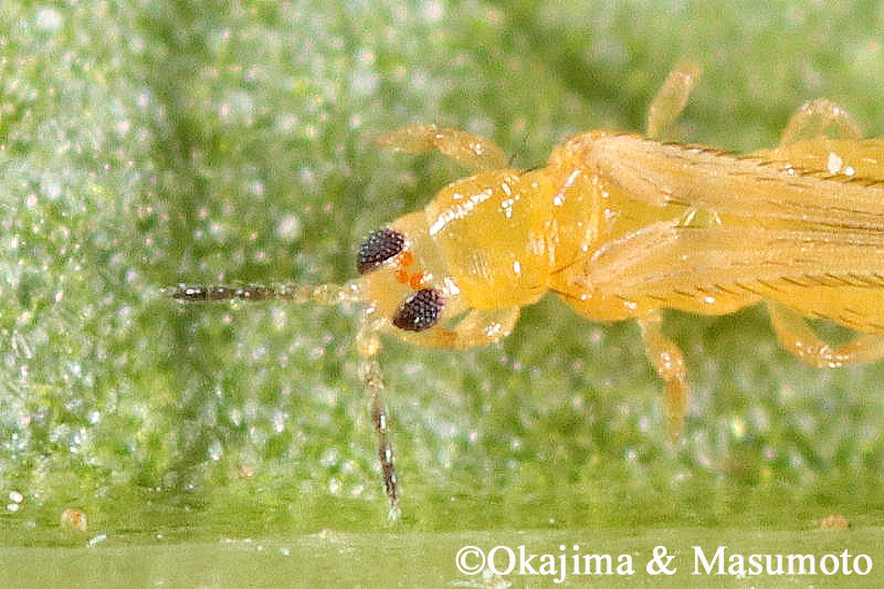 Thrips coxalis | Thysanoptera of Japan