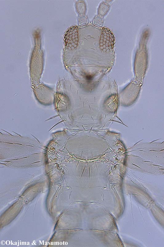Thrips coxalis | Thysanoptera of Japan