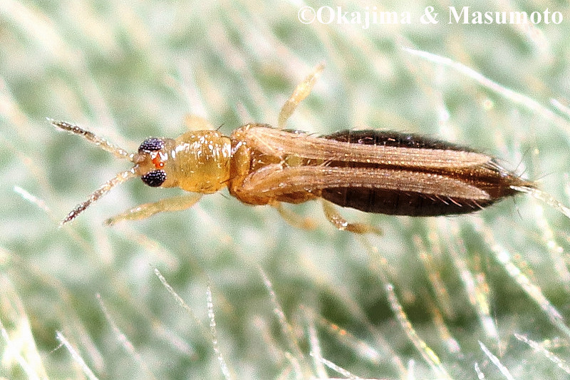 Thrips typicus | Thysanoptera of Japan