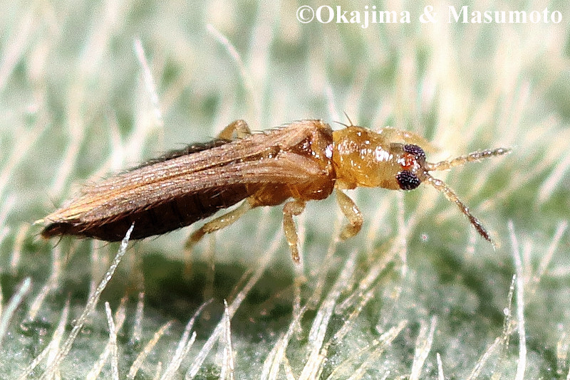 Thrips typicus | Thysanoptera of Japan
