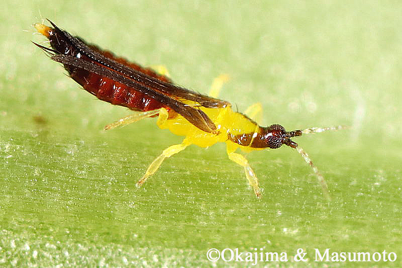 Trichromothrips elegans | Thysanoptera of Japan