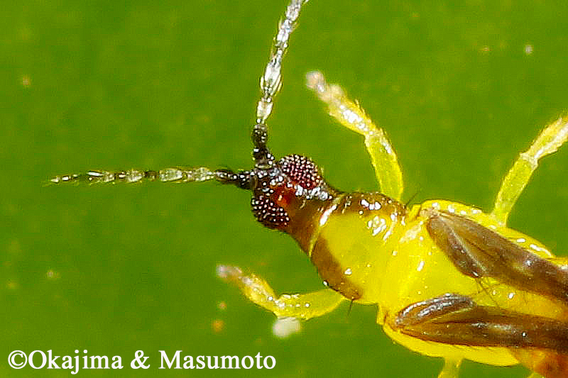 Trichromothrips elegans | Thysanoptera of Japan